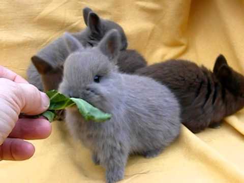 Lilac and Chocolate Netherland Dwarfs - YouTube