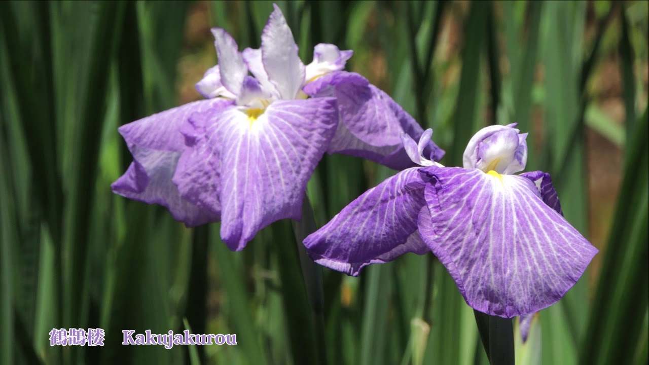 明治神宮御苑 花菖蒲園 Meiji Jingu Gyoen Hanairi Garden - YouTube