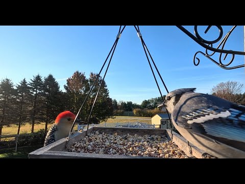 CAT TV - Birds For Cats To Watch | Relaxing Bird Sounds For Good Sleep ...