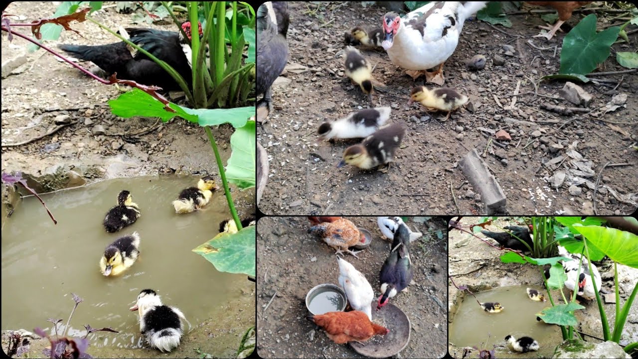 Duckling swiming || Rainbow rooster || Broiler || Homestead Garden ...