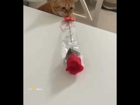 Elini ekrana tut 🥀