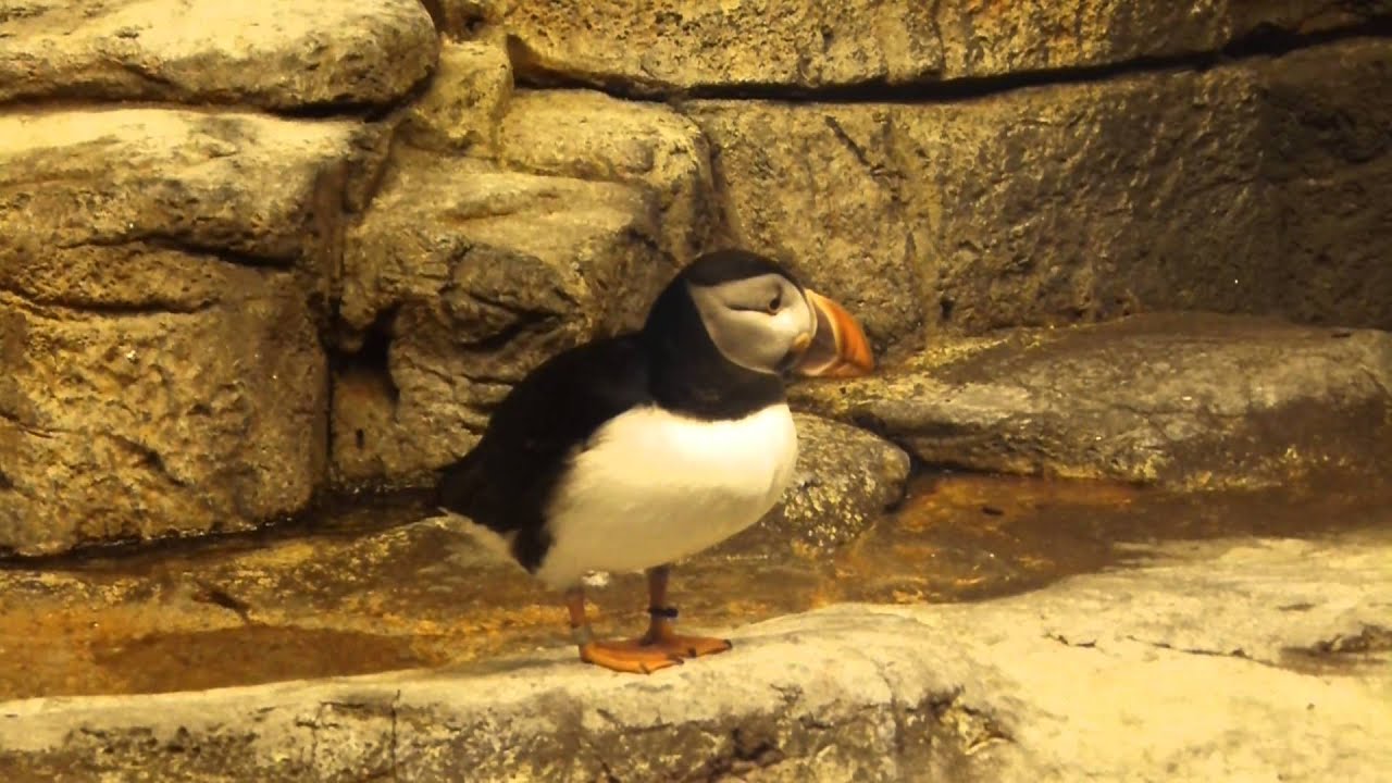 Puffin eating - YouTube