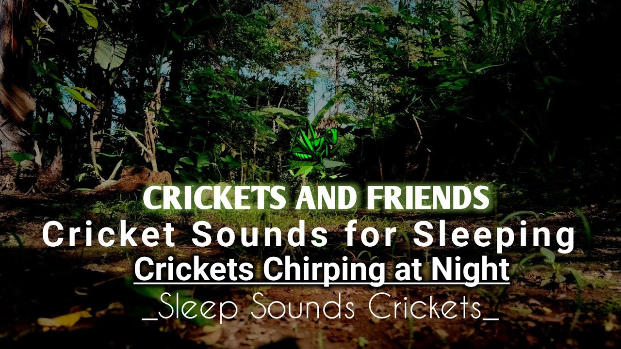 Crickets and Friends | Crickets Sounds for Sleeping - Crickets Sound at ...