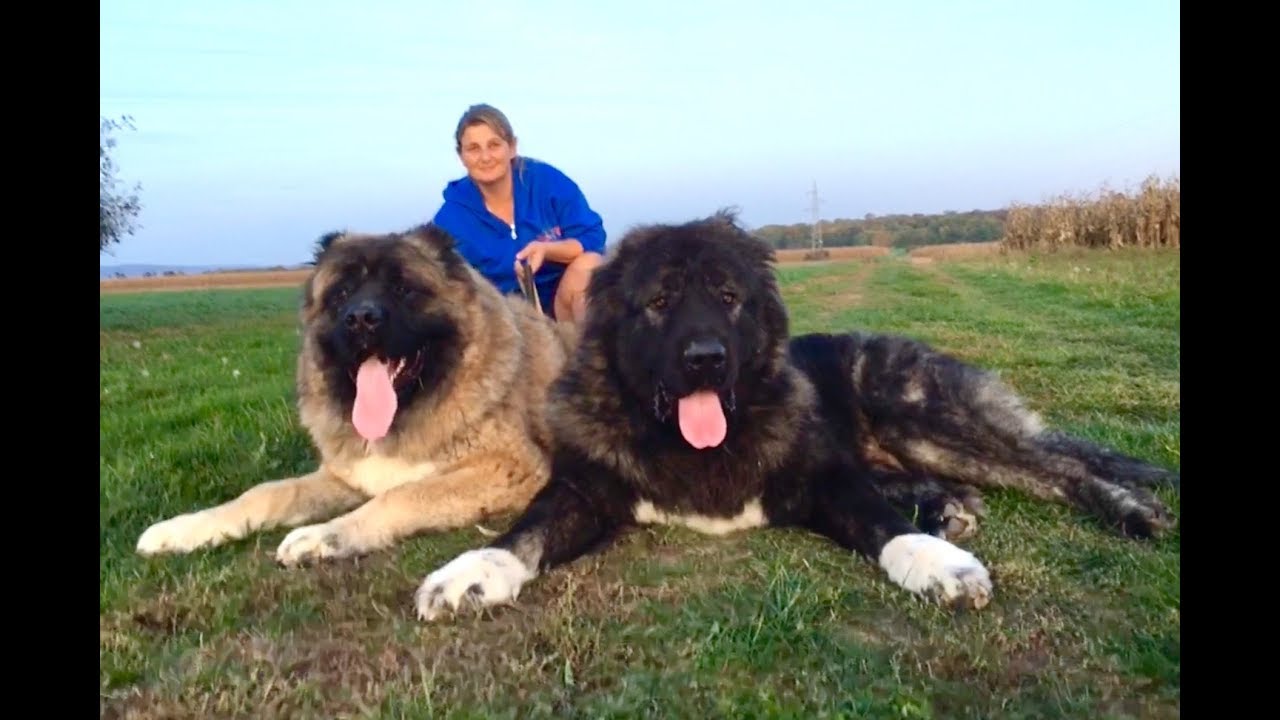 Baby Russian Caucasian Mountain Dog