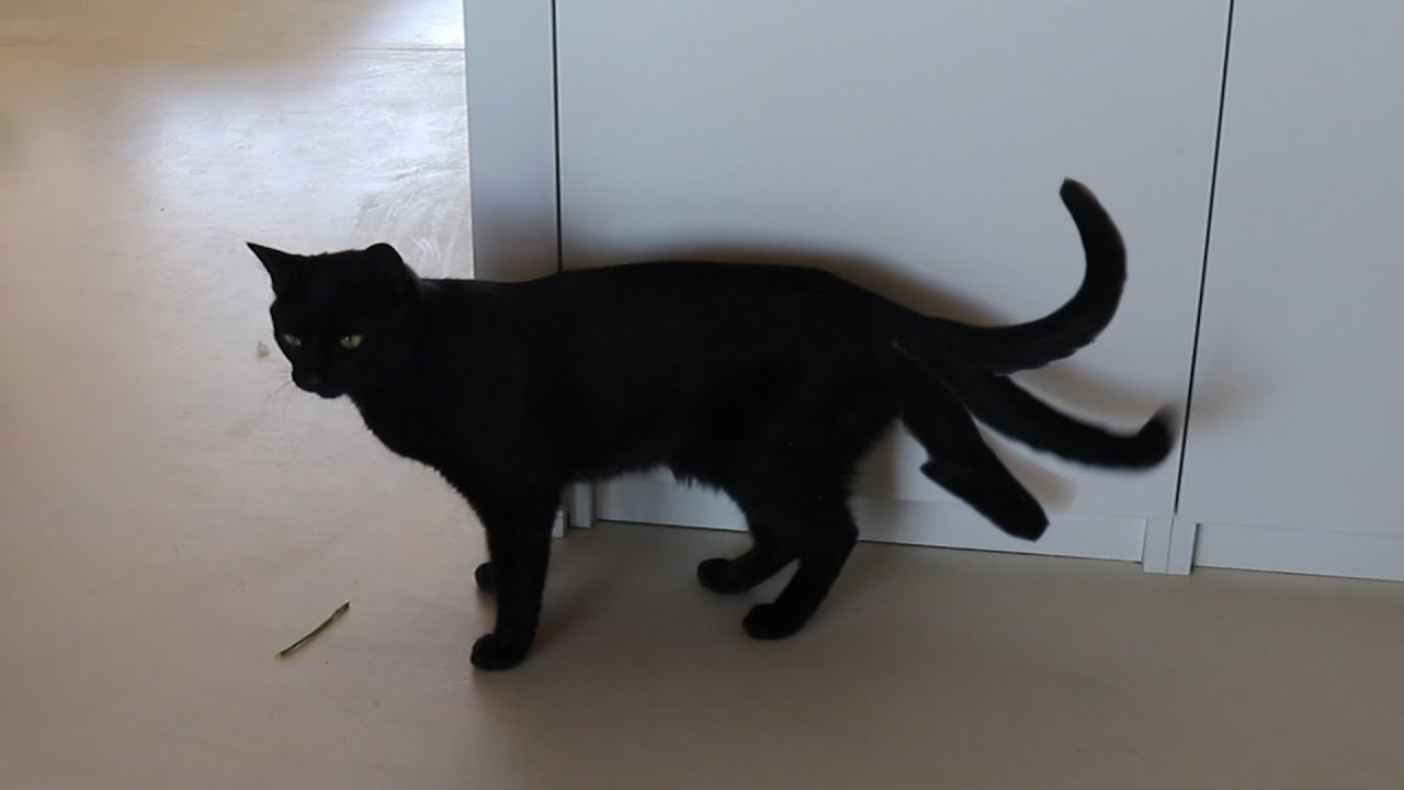CAT WITH THREE TAILS ? VERY WORRIED CAT - YouTube