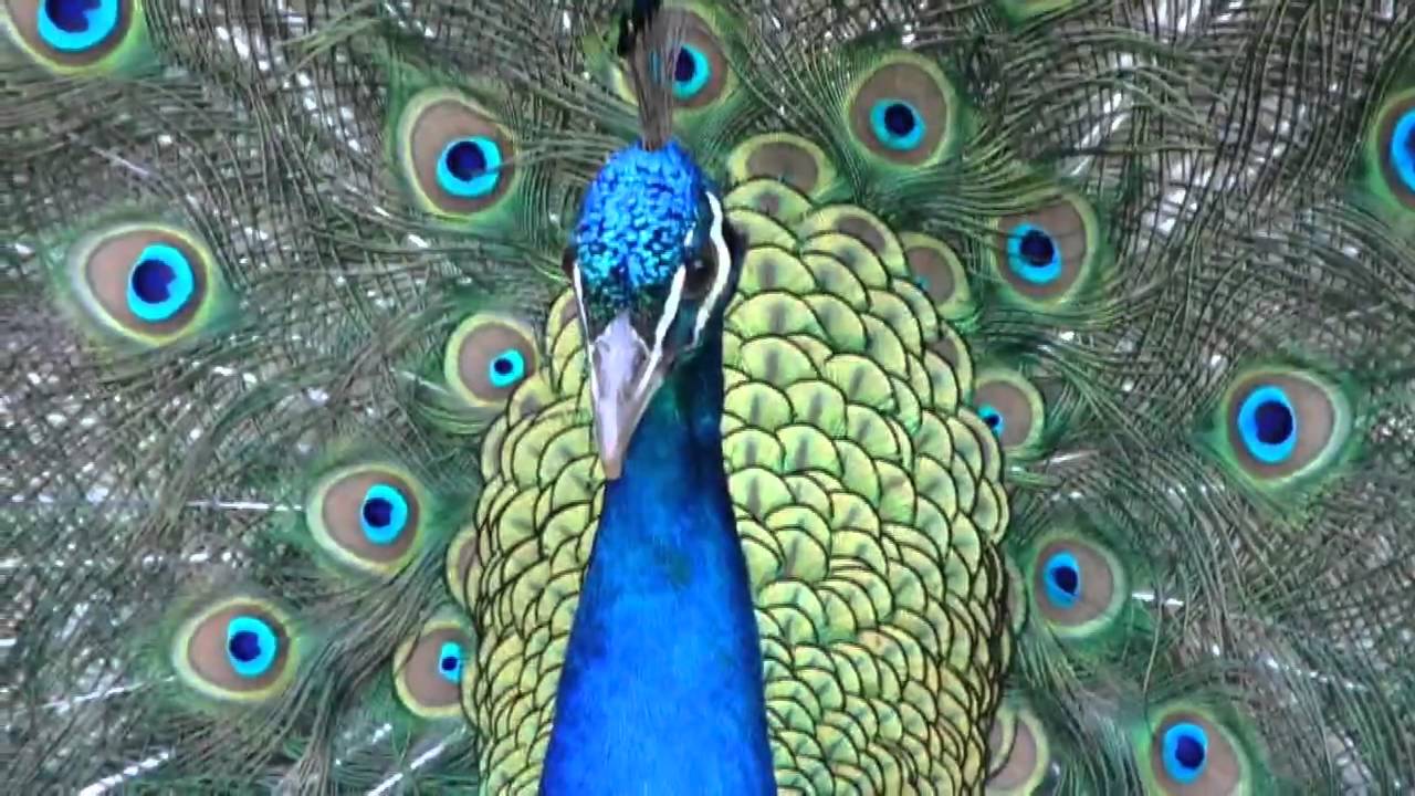 Pavão azul - YouTube