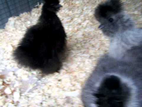 my new ee rooster - YouTube