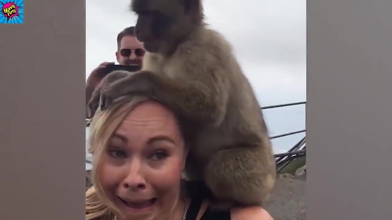 Try Not To Laugh Animals | Funny Animal And Human Fails Videos 2021 ...