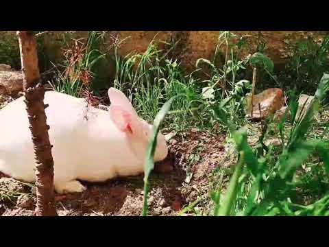 bunny is eating grass                 #shorts