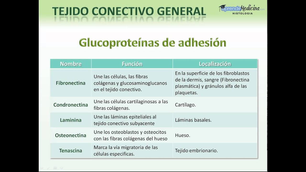 Sustancias Amorfas y Membrana Basal - YouTube