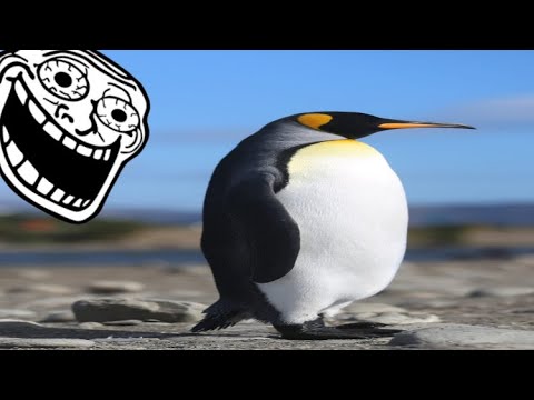 Căng penguin and troll face retard - YouTube