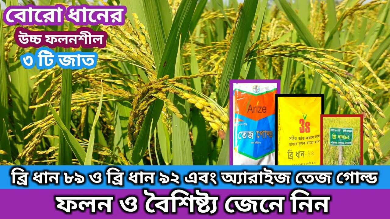 বোরো ধানের উচ্চ ফলনশীল ৩টি জাত | সারের পরিমাণ এবং ফলন কেমন হয়? | Boro ...