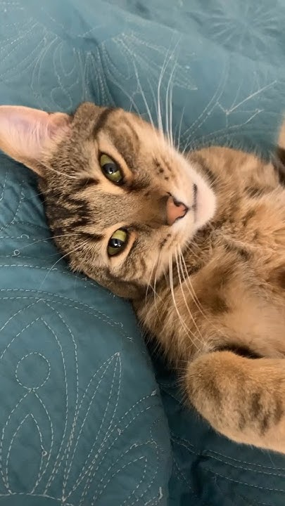 Sleepytime snuggles - YouTube