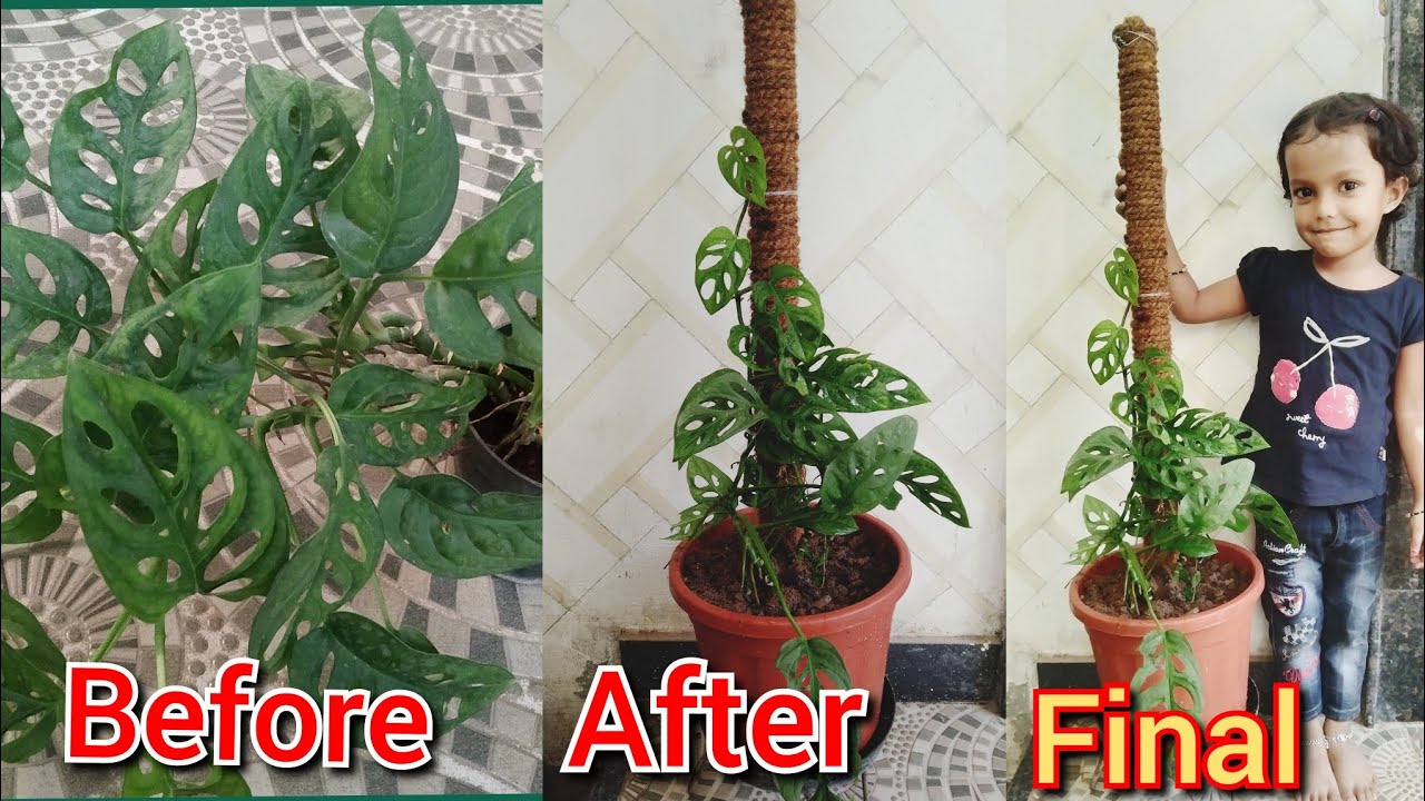 Monstera Deliciosa / Swiss Cheese Indoor Plant / घर को कैसे सजाएं - YouTube