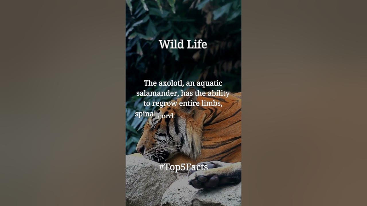 Top 5 Facts About Wild Life shorts YouTube top-5-facts-about-wild-life-shorts-youtube