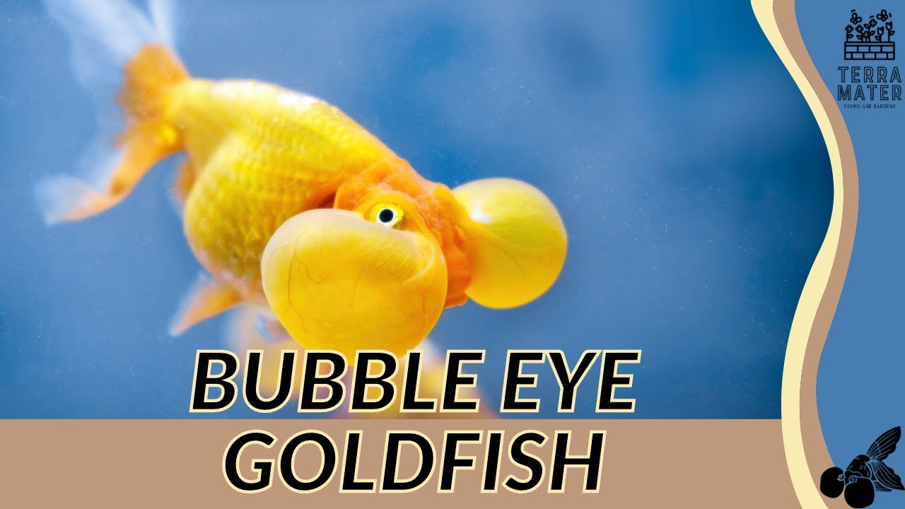 BUBBLE EYE GOLDFISH (Carassius auratus) | Unique Aquatic Charm in Your ...