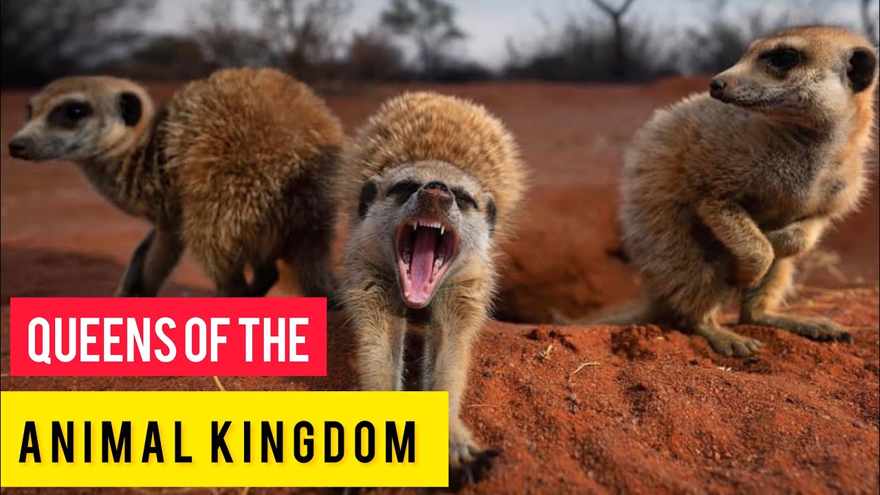 5 Animal Species With Female Dominance | “Super-Women of the Animal ...