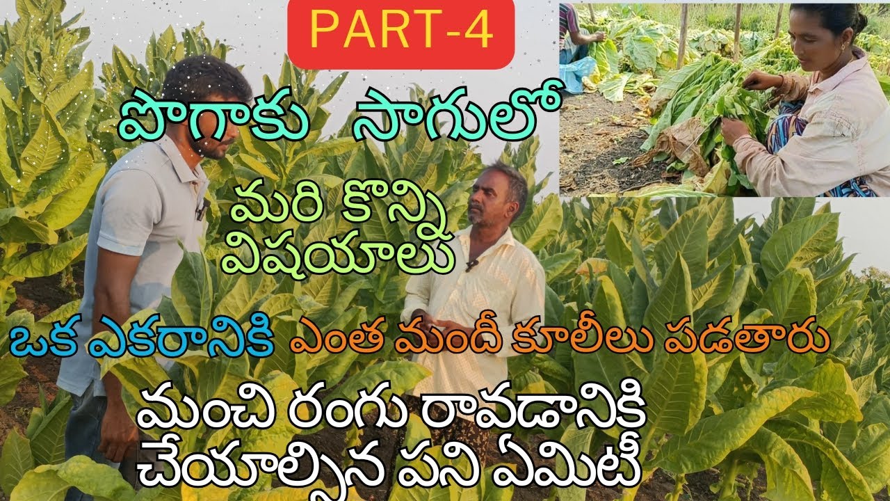 nalla barley pogaku sagu purthi vivaralu| pugaku saguki oka ekaraniki ...