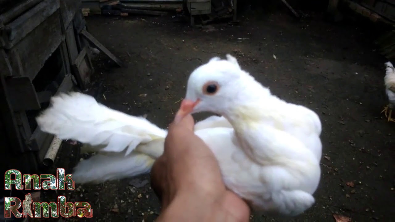 Ternak Merpati Kipas || Merak Mini - YouTube