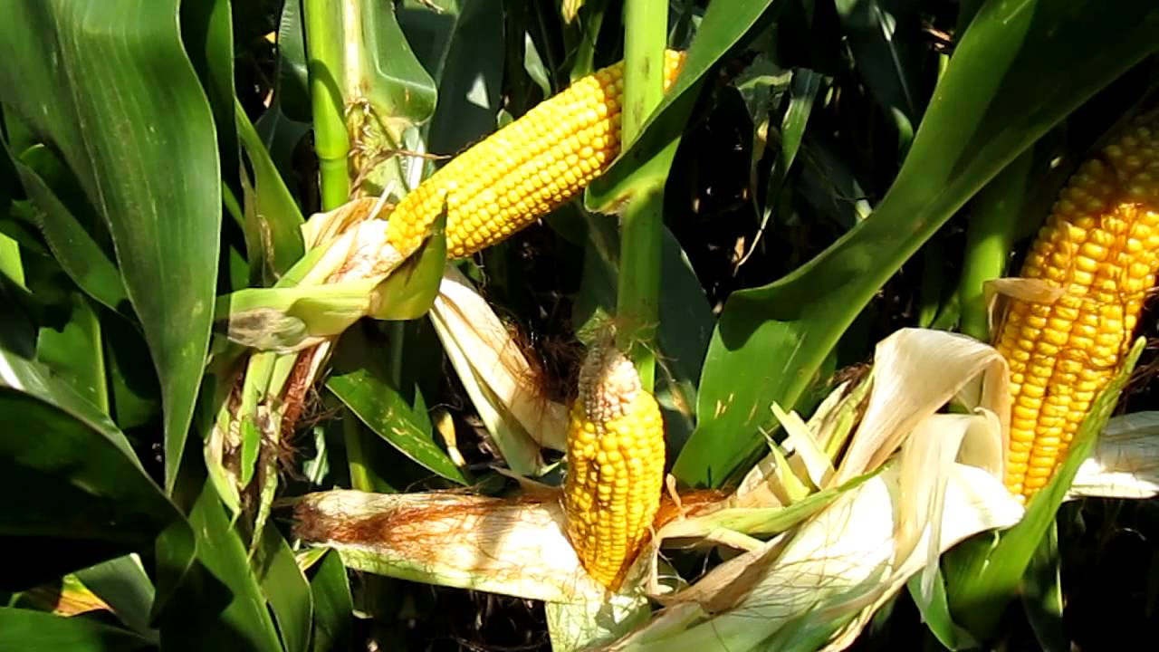 Weather Stress Affecting Corn Plant Structure.MOV - YouTube