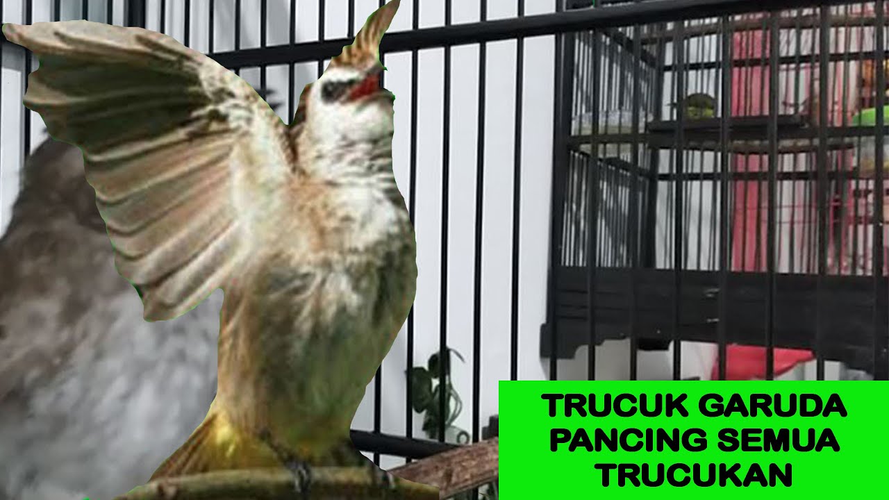 TRUCUKAN GARUDA GACOR LANGSUNG EMOSI NYAUT - YouTube