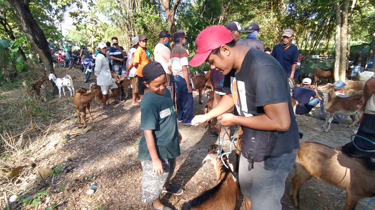 Pasar hewan pahing karangjati Alas malang NGAWI - YouTube