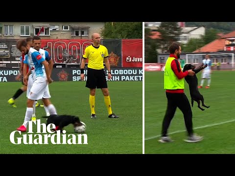 Absolute howler: dog steals ball and nutmegs players in Bosnian football match