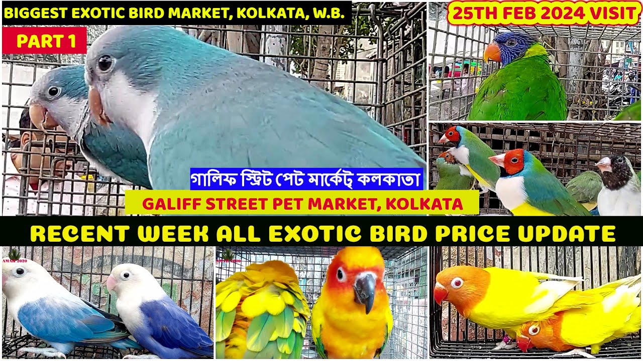 Recent Week All Exotic Bird Price | গালিফ স্ট্রিট পেট মার্কেট, কলকাতা ...