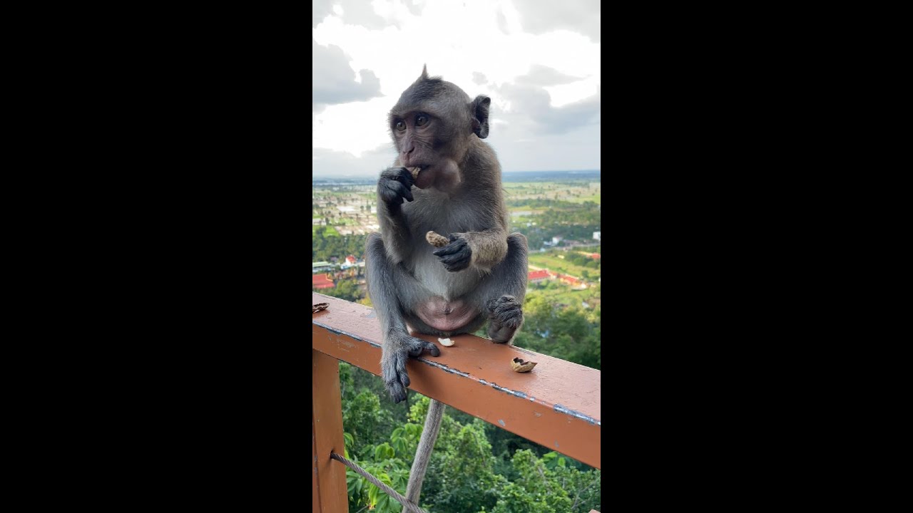 Beautiful life monkeys - YouTube