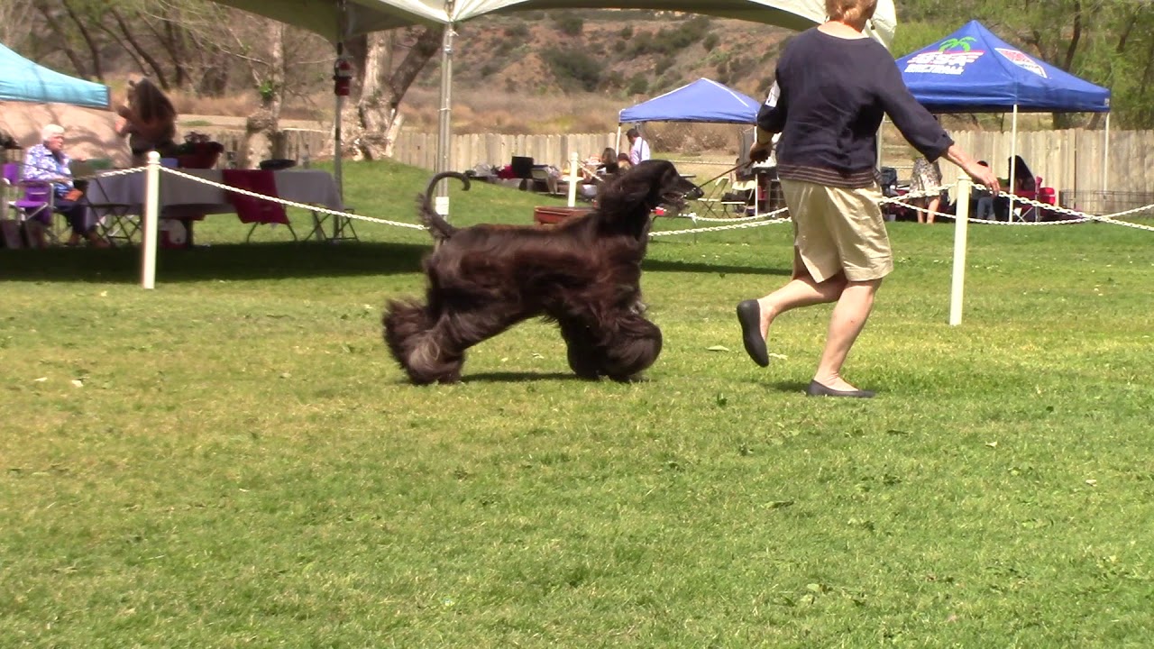 Specialty Sun Breed pt 1 of 2 - YouTube