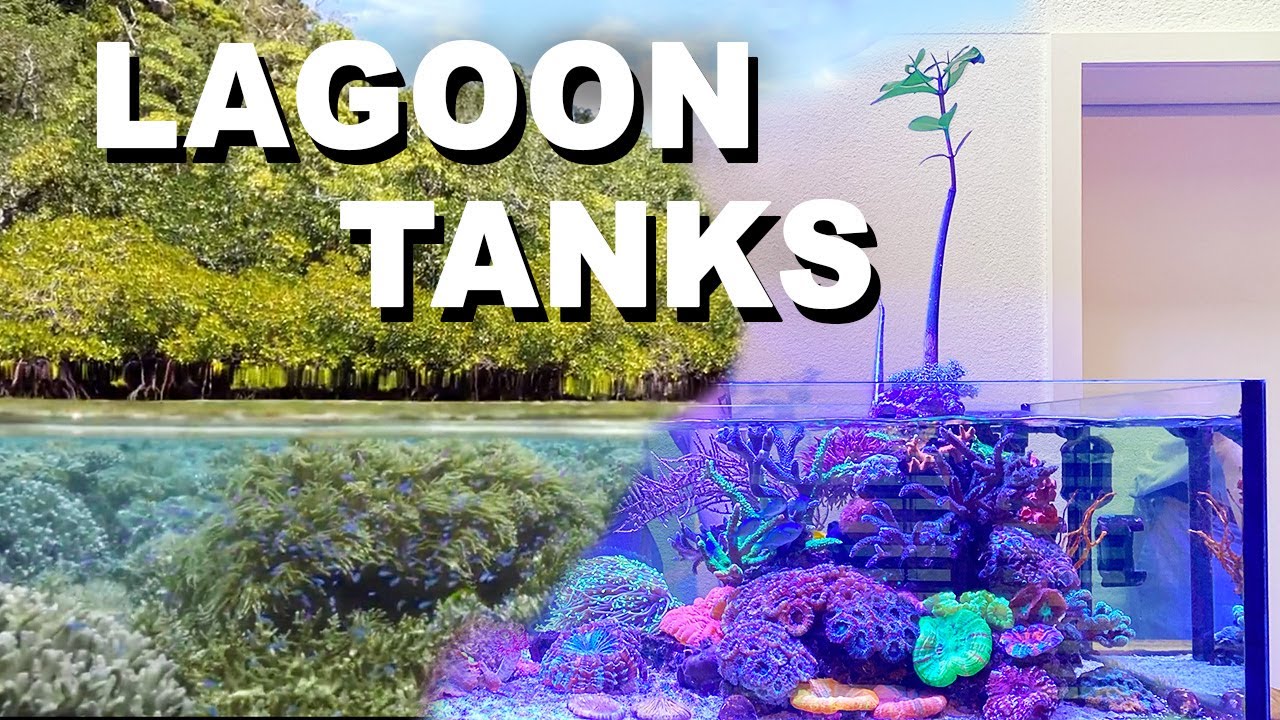 Lagoon Aquarium = Shallow Reef ? - YouTube