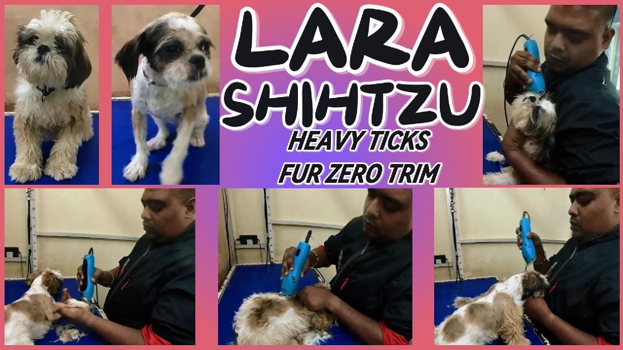 LARA SHIHTZU HEAVY TICKS FUR MAINTENANCE ZERO TRIM AND BATH AT DOG SPA ...