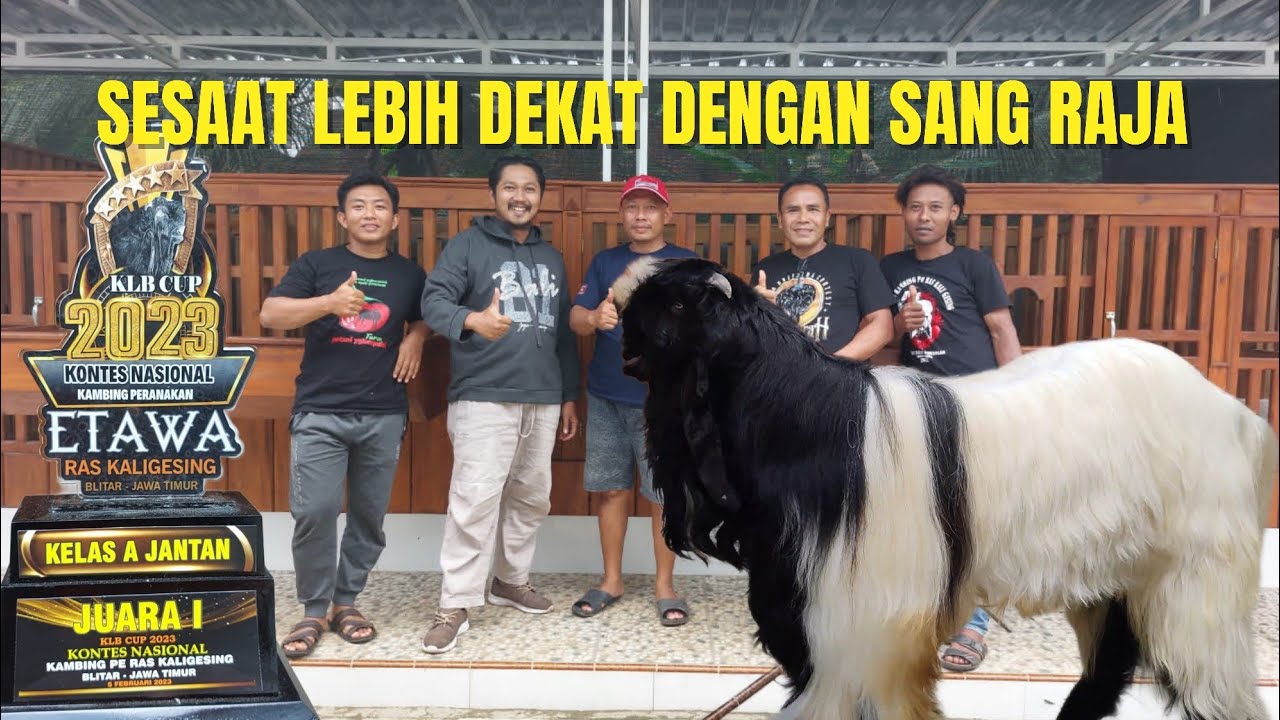 SESAAT di DEKAT ANGGORA‼️LANGGANAN JUARA PERANAKAN ETAWA - YouTube