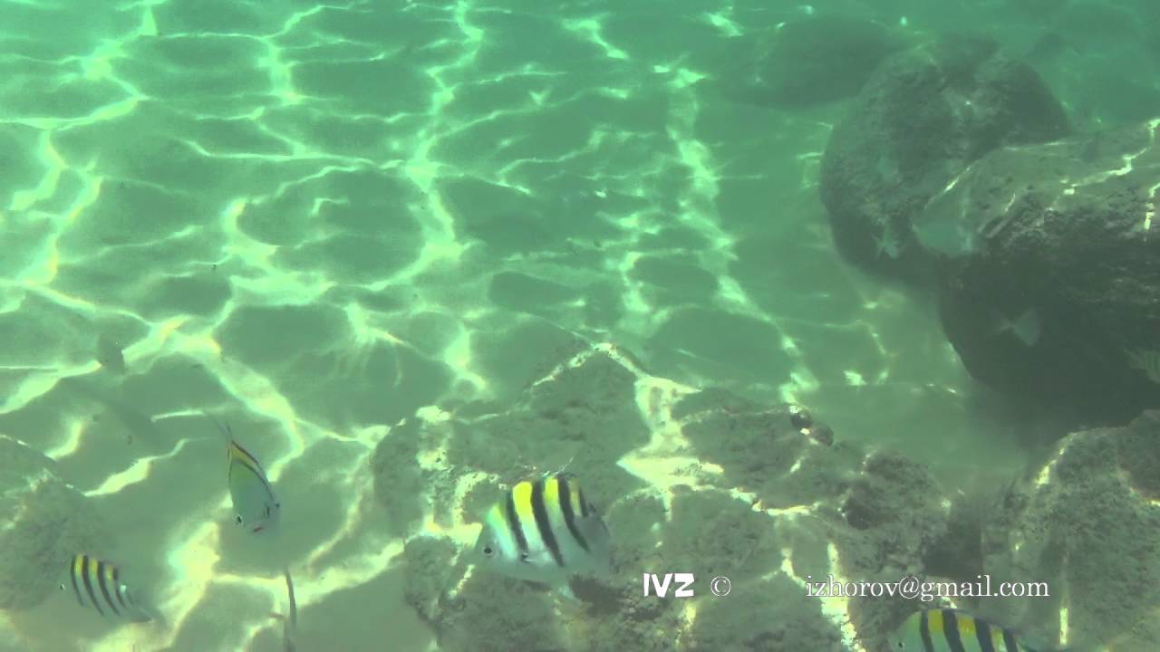 Tropical fish eat banana slices - YouTube