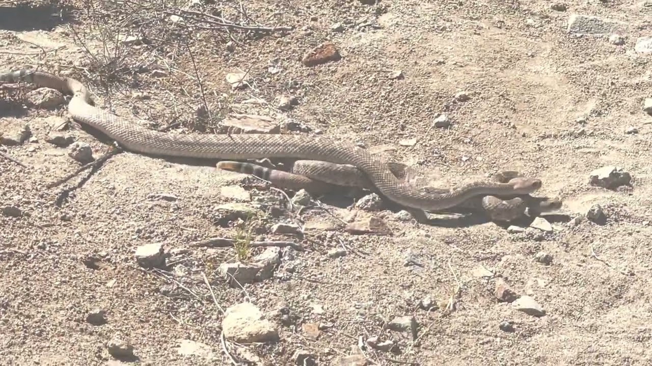 Western Diamond Back Rattlesnake Mating - YouTube