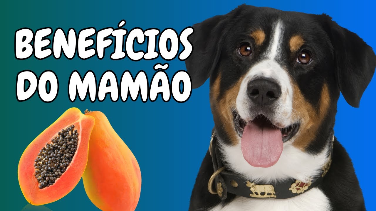 Mamão é Bom para Cachorro: Conheça os Principais Benefícios - YouTube