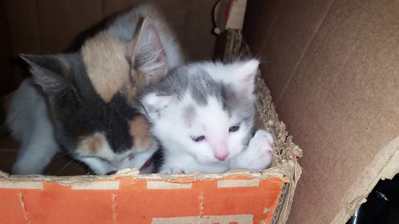 Mommy cat protecting her little kitten - YouTube