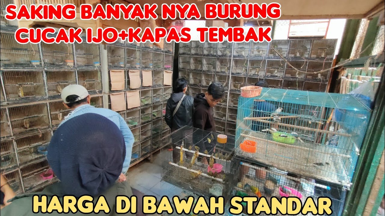 SAKING BANYAK NYA CUCAK IJO + KAPAS TEMBAK || HARGANYA DI BAWAH STANDAR ...