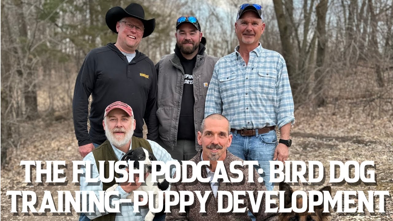 The Flush Podcast: Ep 261 – Bird Dog Training – Puppy Development - YouTube