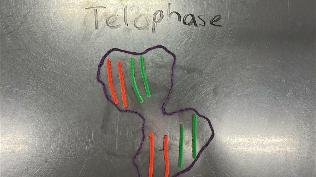 Mitosis Stop Motion Animation - YouTube