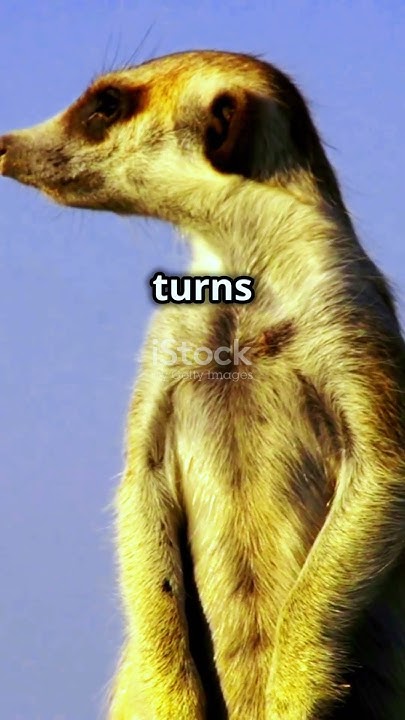 interesting Meerkat Facts You Didn't Know ! #facts #aiwildlife #animals #wildlife #meerkat - YouTube