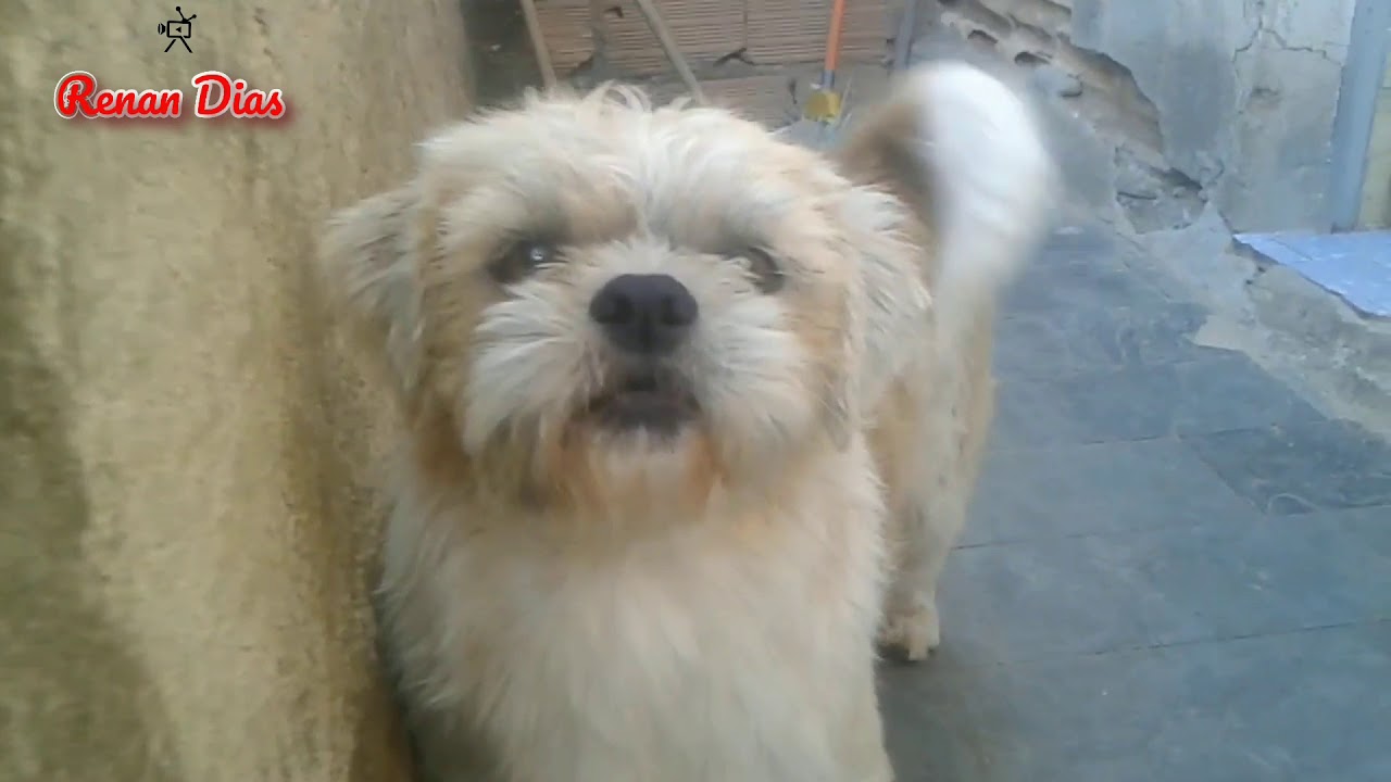 Cachorros felizes - YouTube