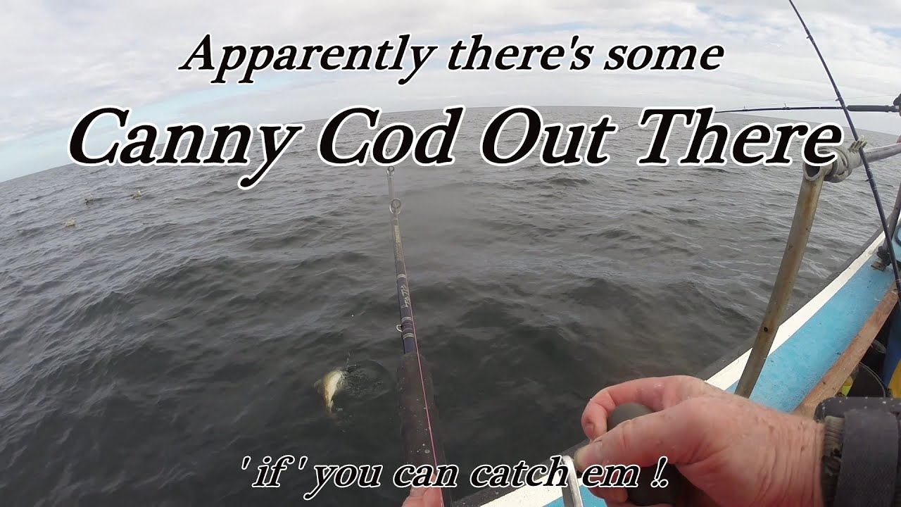 Apparently There's Some Canny Cod Out There ' If ' You Can Catch Em ...