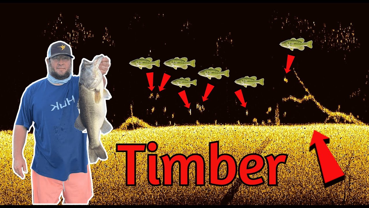 FISHING OFFSHORE TIMBER AND TREES FOR BIG BASS!! - YouTube