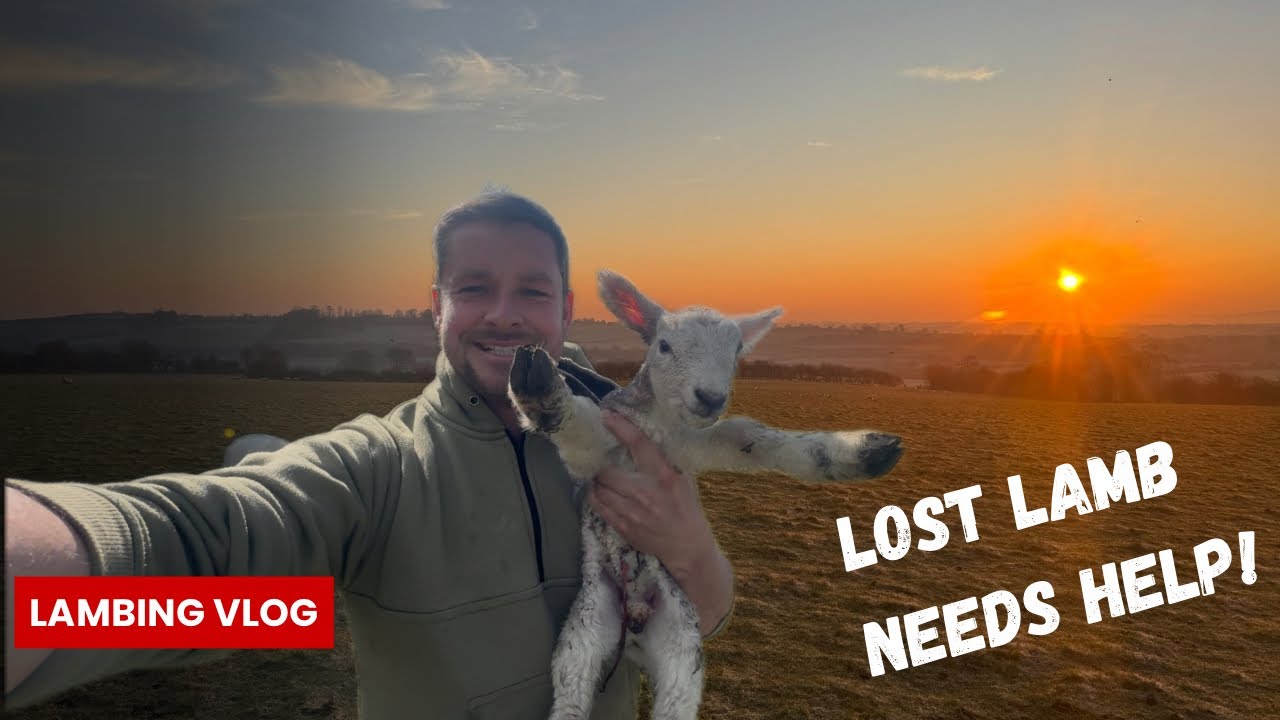 Fast sheep and growing cattle! - YouTube