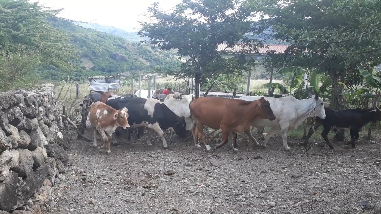 Rancho El Jaral Honduras Noviembre 2021 - YouTube