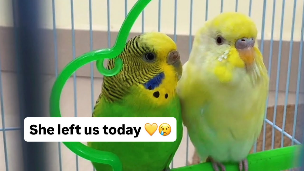 A heartbreaking day… Goodbye my Tinkerbell 💛 #28november - YouTube