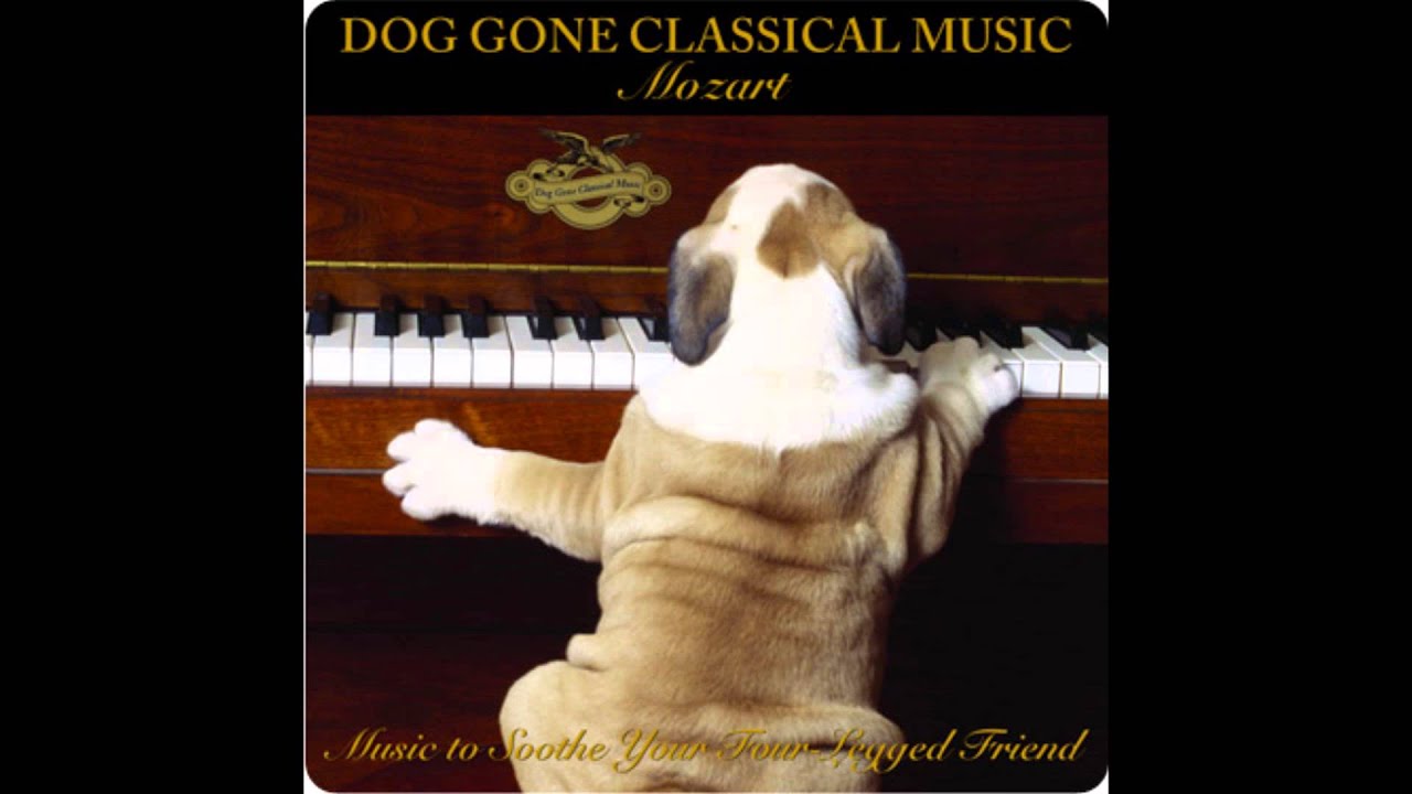 Mozart Animal - YouTube