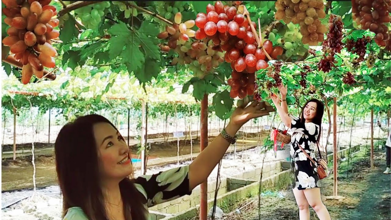 GRAPES PICKING AT THE GRAPE VALLEY - YouTube