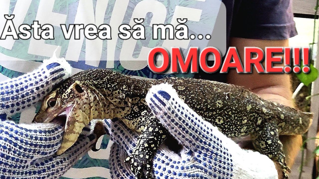 Am adus și varanul cu pete galbene! Echipa de varani este completă ...